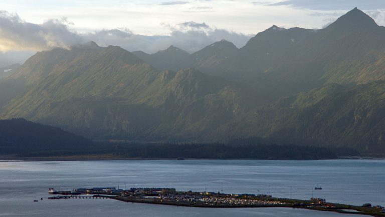 Made In Homer Alaska – Loopy Lupine